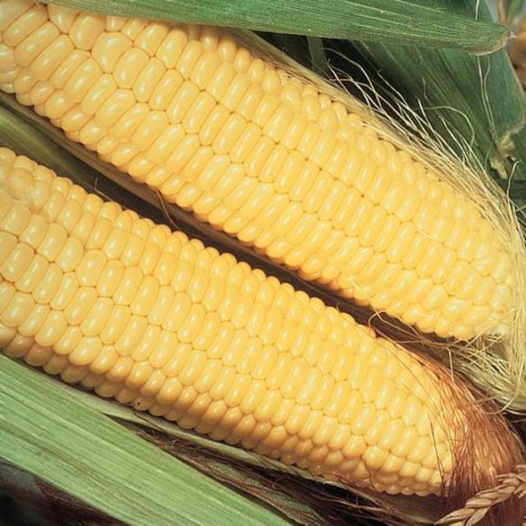 How to grow sweetcorn in your garden | Ideal Home