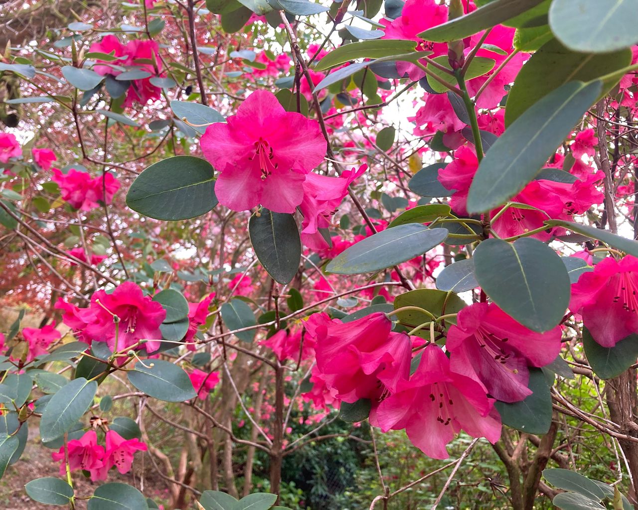 How to prune rhododendrons for the best results | Homes and Gardens