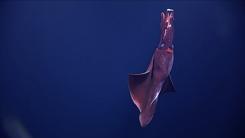 Squid: News, features and articles - Page 5 | Live Science