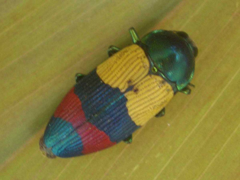 'Tis the Season: Gallery of Festive Insects | Live Science