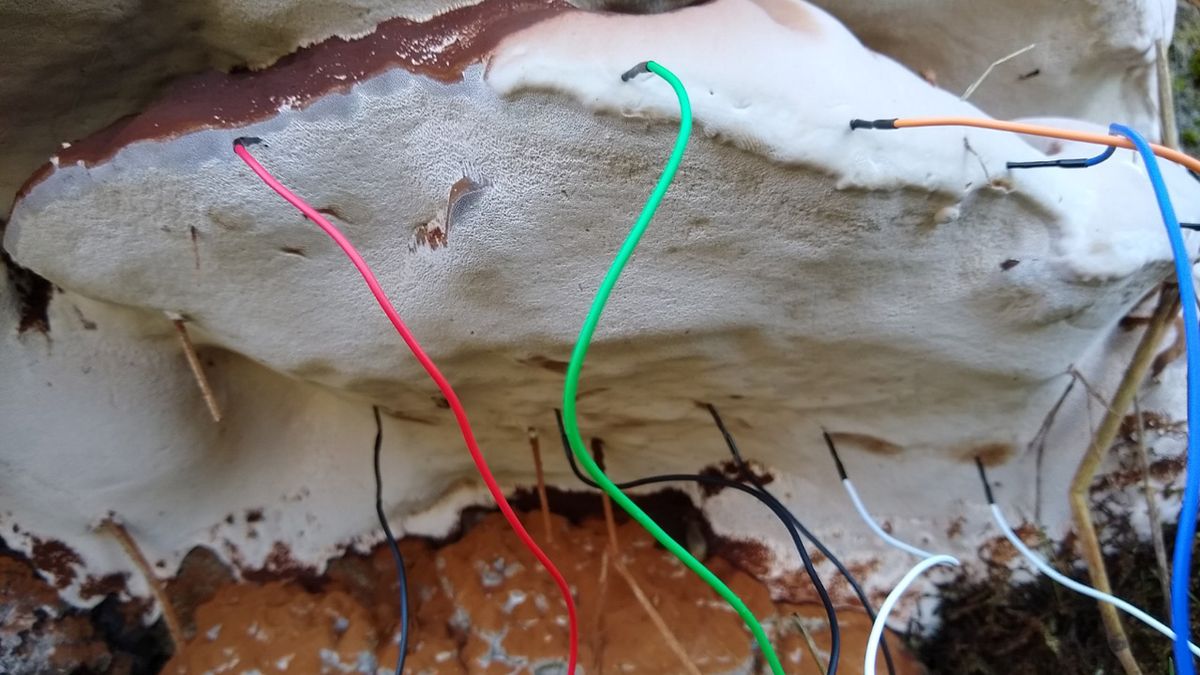 Academics are making 'intelligent buildings' with the help of fungi ...