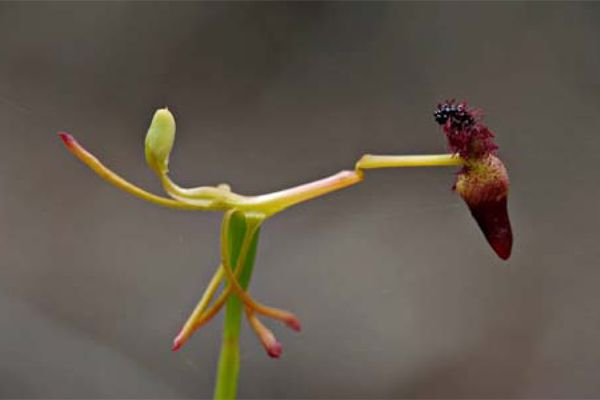 Naughty by Nature: The Most Disgusting and Deadly Flowers | Live Science