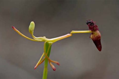 Naughty by Nature: The Most Disgusting and Deadly Flowers | Live Science