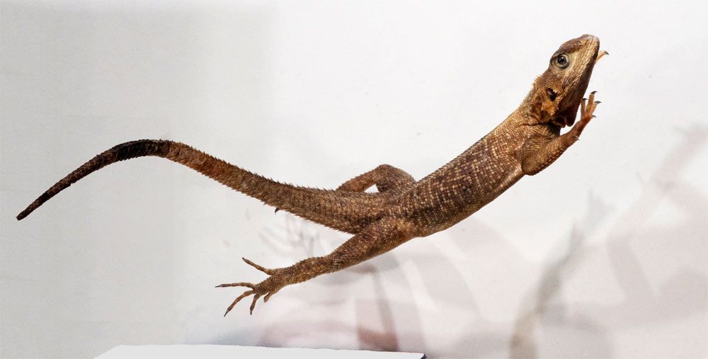Image Gallery: Acrobatic Tricks of Lizards & Robots | Live Science