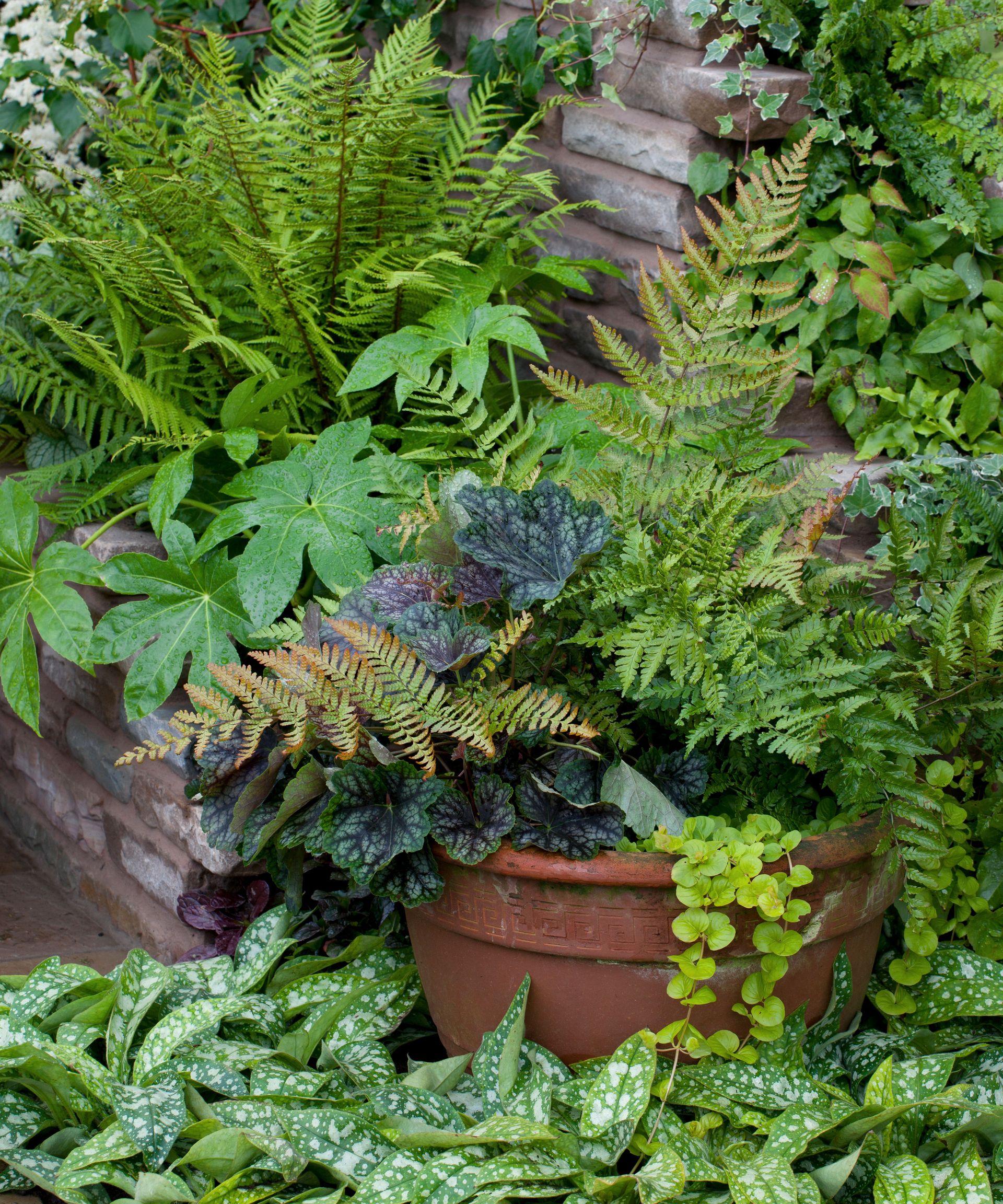 How to grow ferns: when and how to plant and care for them | Homes and ...