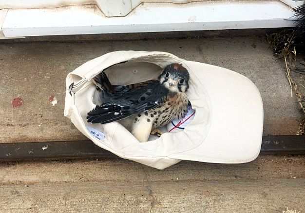 Confused Baby Falcon Rescued from Inside Balloon Telescope | Space