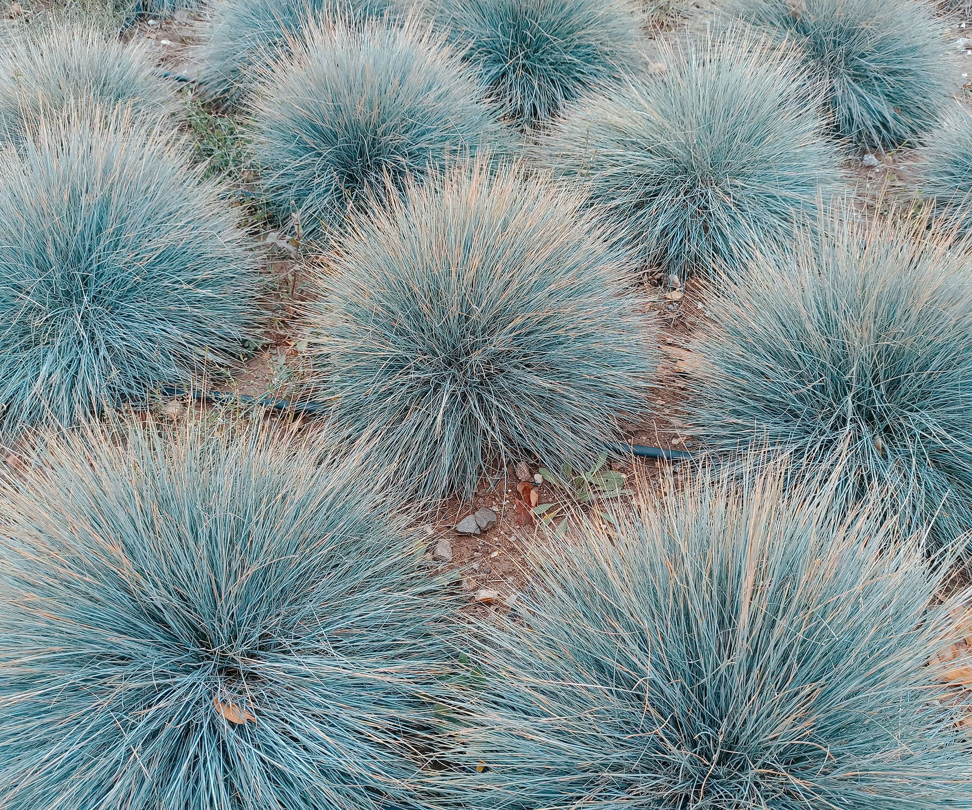Unique Ornamental Native Grasses For Shape And Movement | Gardening ...