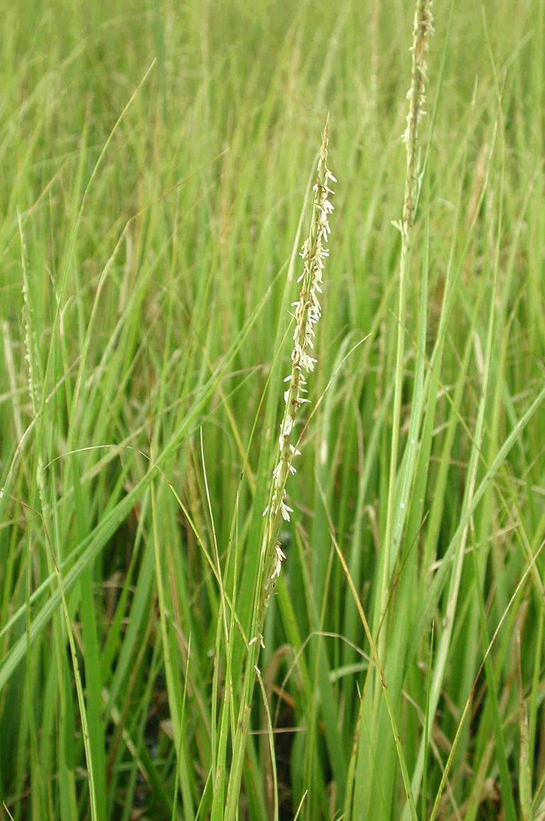 What Is Cordgrass - Smooth Cordgrass Care And Information | Gardening ...