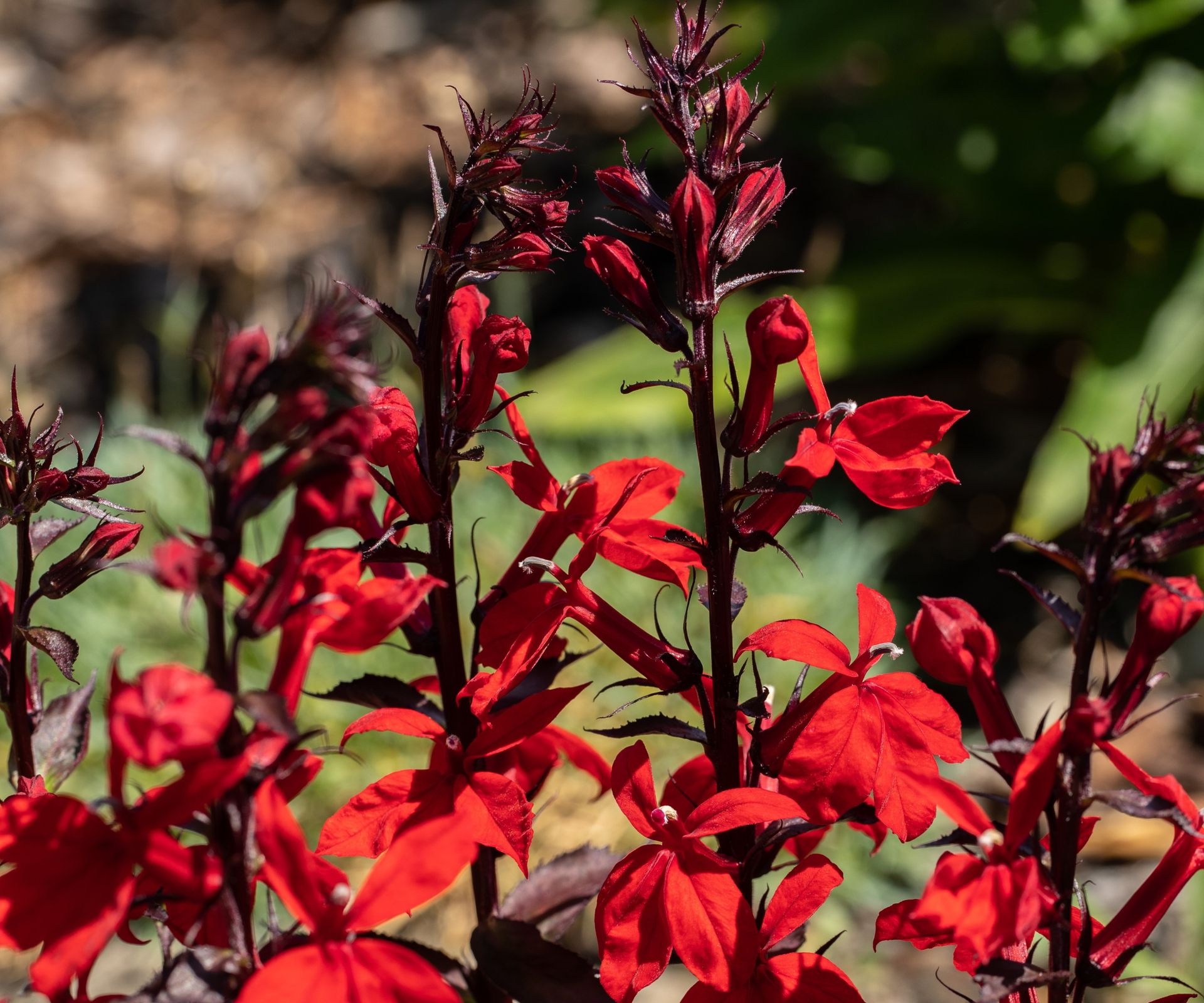 How to grow cardinal flowers: a native perennial plant | Homes and Gardens