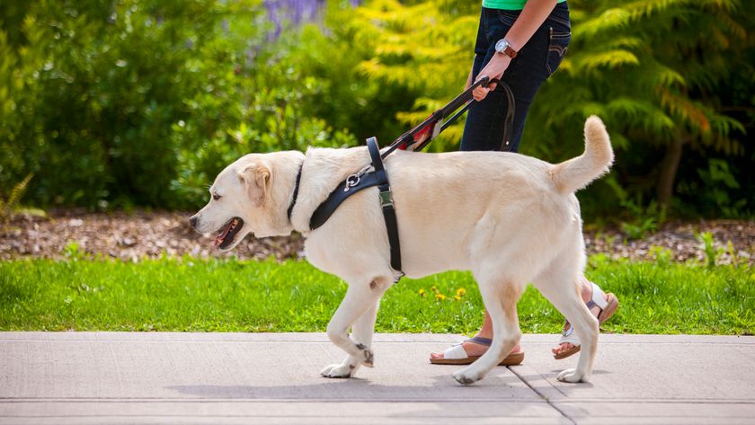 Advice for looking after dogs | PetsRadar