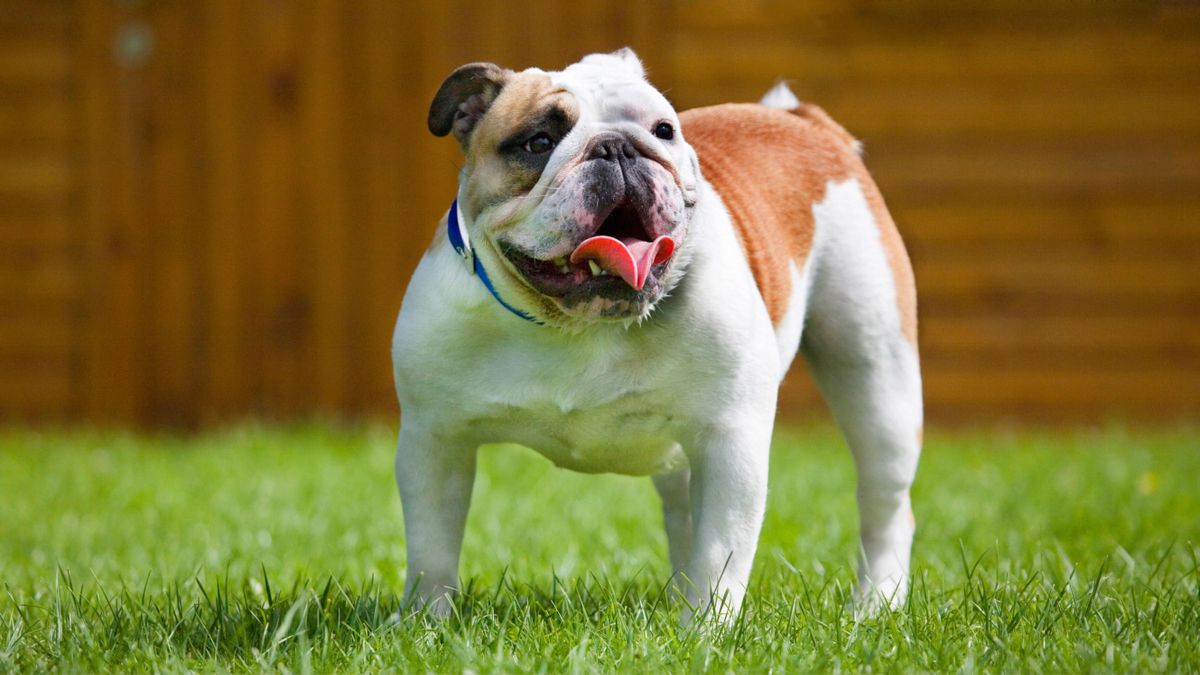20 laziest dog breeds | PetsRadar