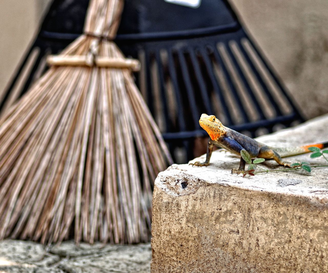 How to get rid of lizards: humane removal tips from experts | Homes and ...