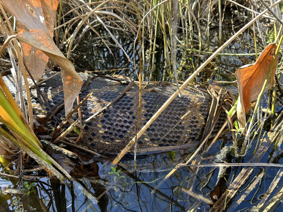 Cold snap in Florida made Burmese python puke up a whole deer | Live ...