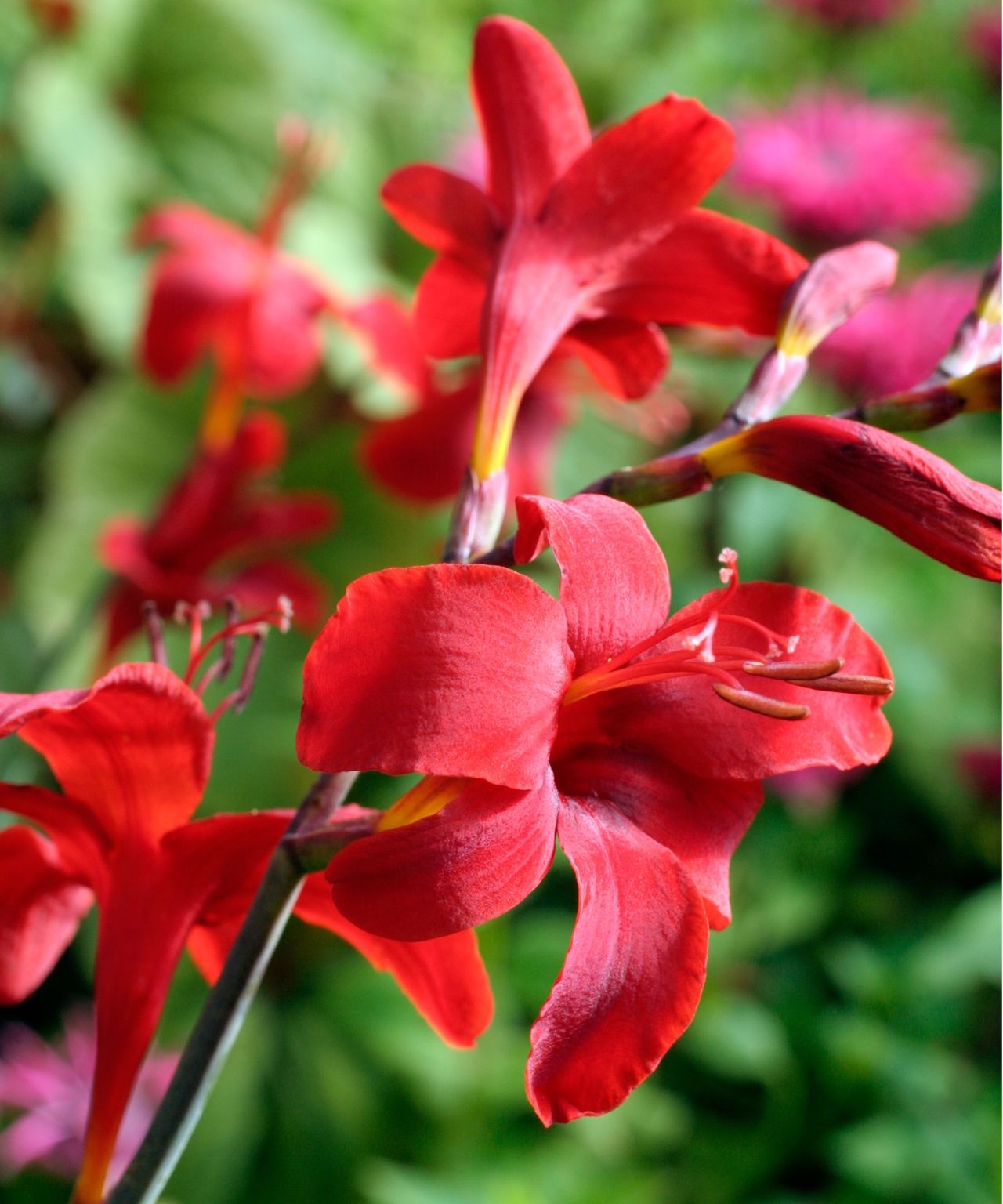 Crocosmia varieties: 16 gorgeous types of montbretia to try | Homes and ...
