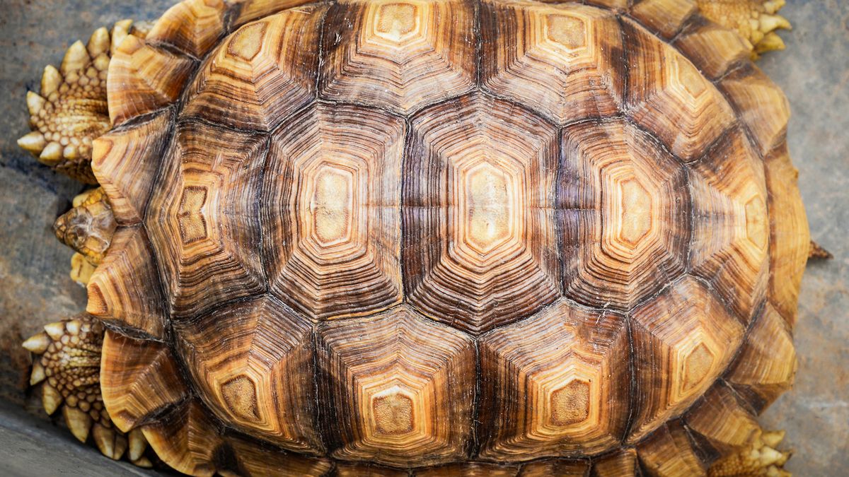 32 fun facts about pet turtles | PetsRadar