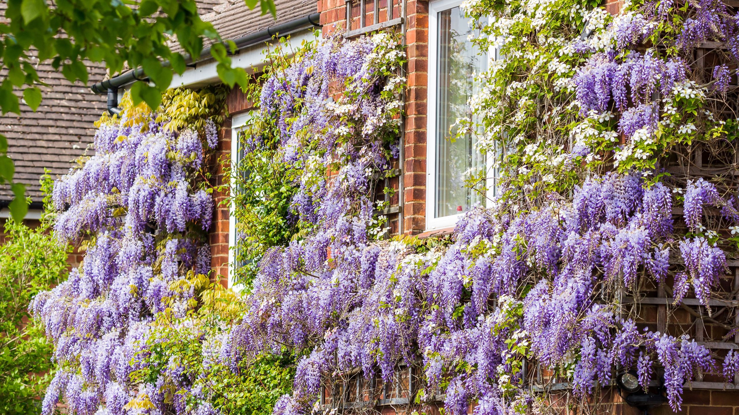 Best climbing plants for a front garden – 4 to plant in May | Ideal Home