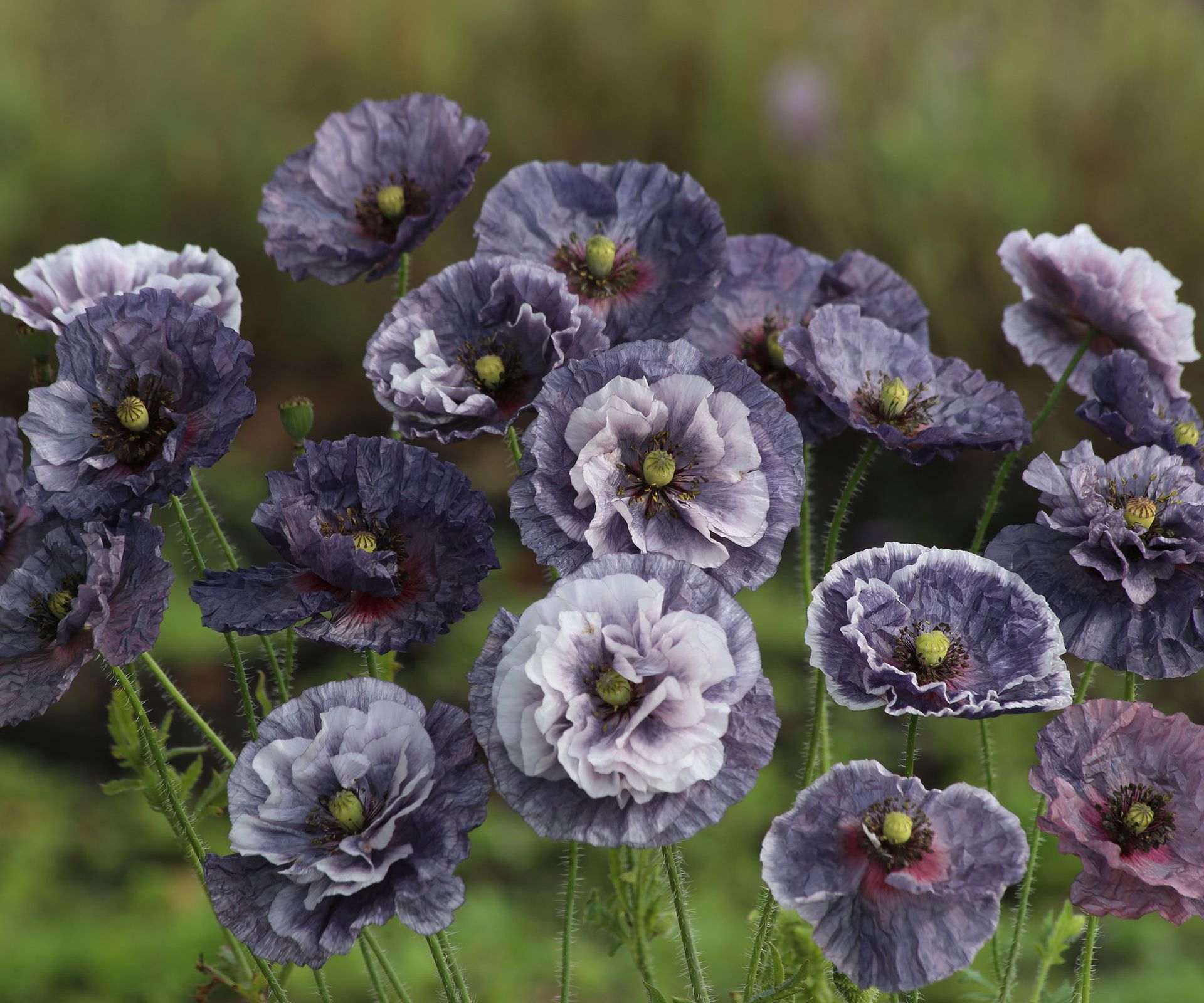 Type of poppies: 16 of the most beautiful annual varieties | Homes and ...