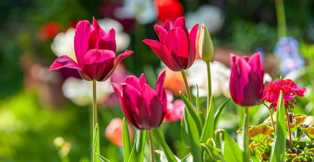 What to do with tulips after flowering: an expert guide | Woman & Home