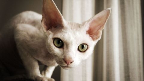 Devon Rex: Breed profile and information | PetsRadar