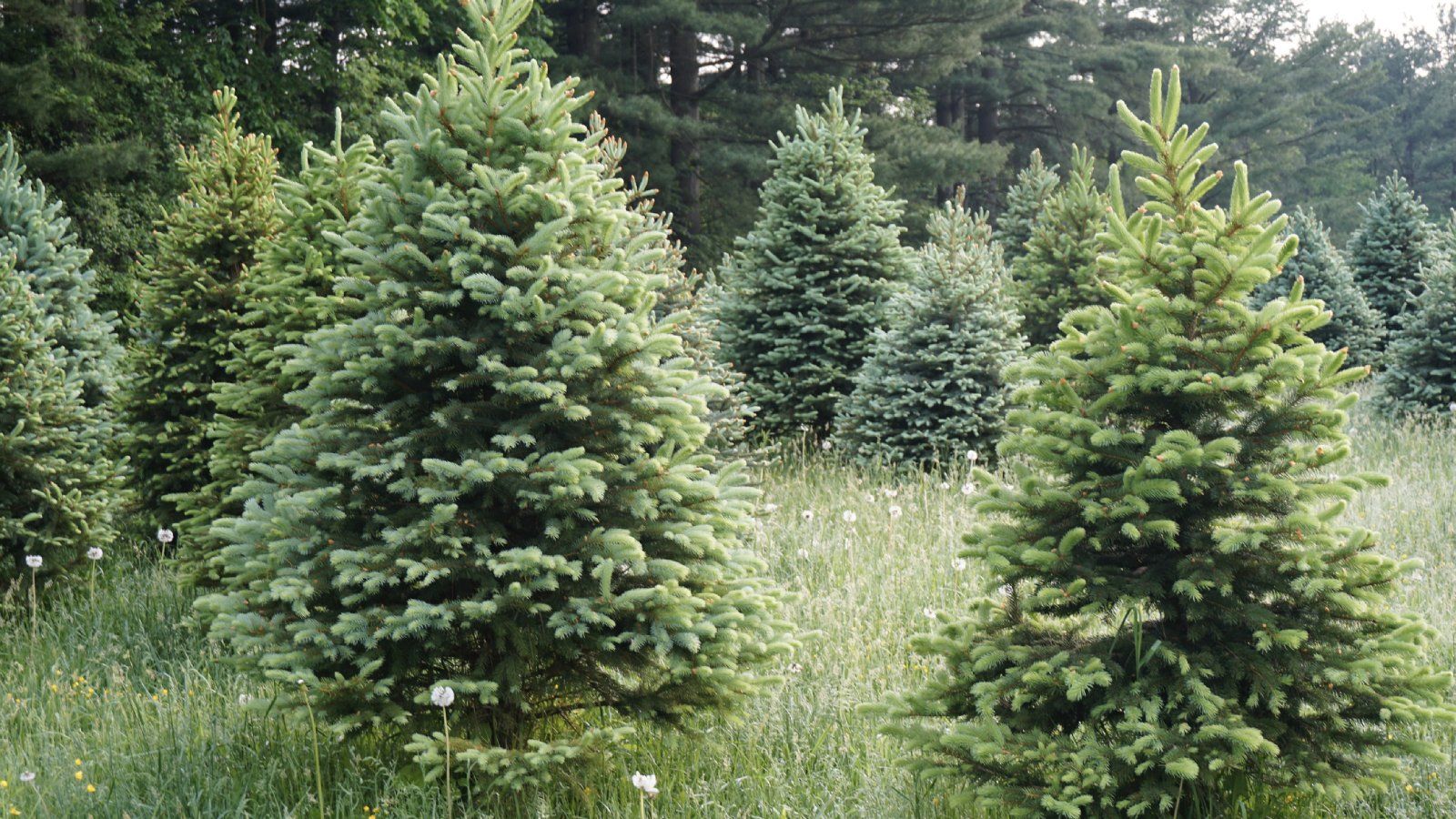 Learn more about Christmas Tree Varieties | Gardening Know How