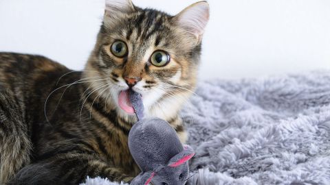 10 weird cat behaviors explained by an expert | PetsRadar