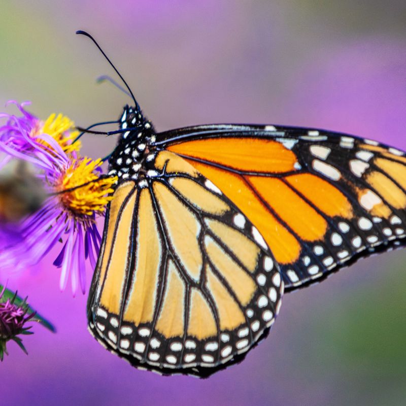 Tips & Information about Beneficial Garden Friends | Gardening Know How