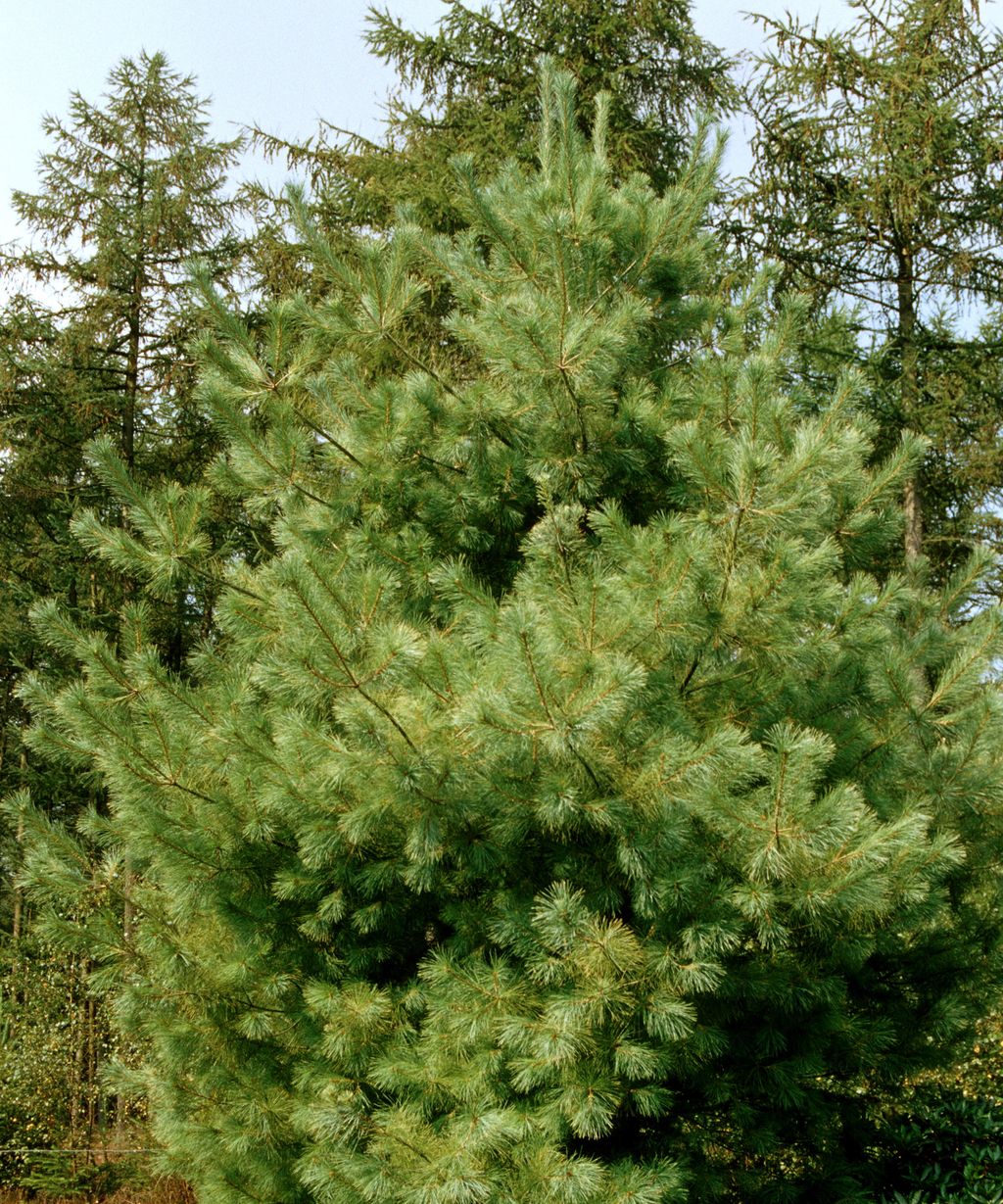 The best pine trees – 11 choices for yards of all sizes | Homes and Gardens