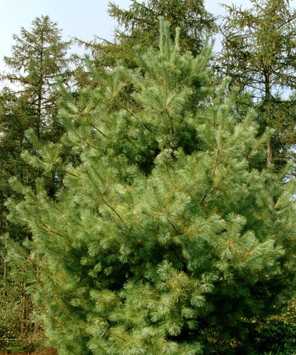 The best pine trees – 11 choices for yards of all sizes | Homes and Gardens