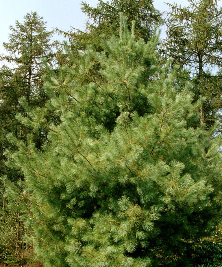 The best pine trees – 11 choices for yards of all sizes | Homes and Gardens