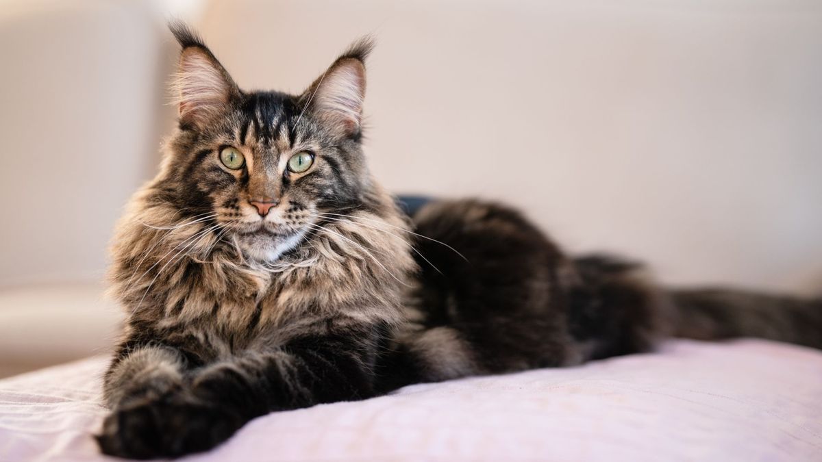 32 of the most expensive cat breeds | PetsRadar