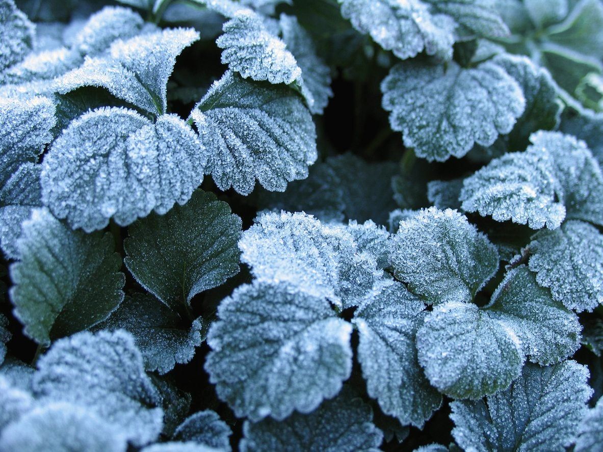Frost Protection Of Strawberries - Tips On Protecting Strawberry Plants ...