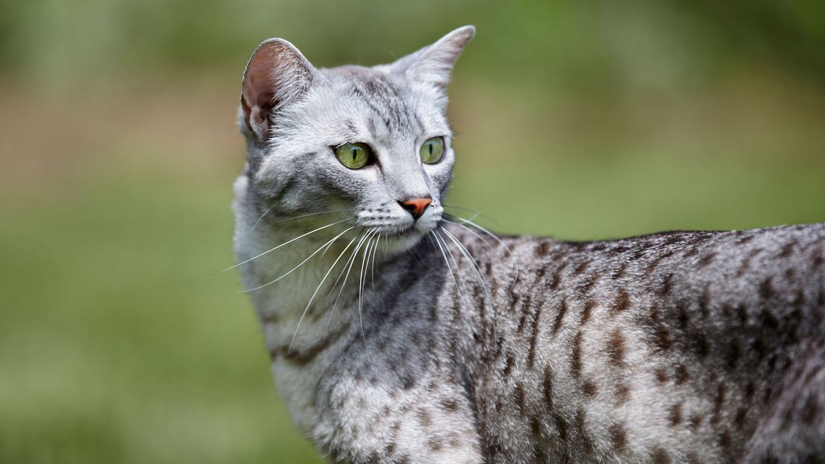 Cat breeds that act like dogs: 20 breeds with canine energy | PetsRadar