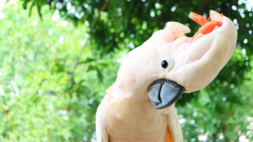 32 of the loudest animals on Earth | Live Science