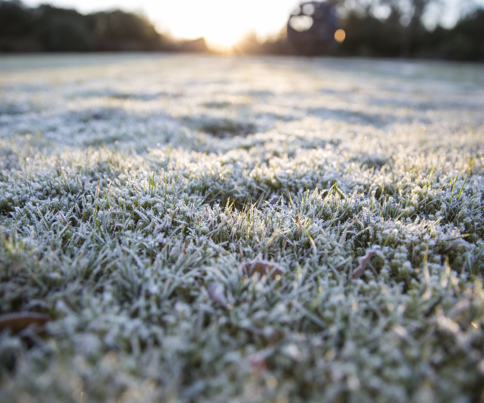 When to cover plants for frost -tips to protect plants | Homes and Gardens
