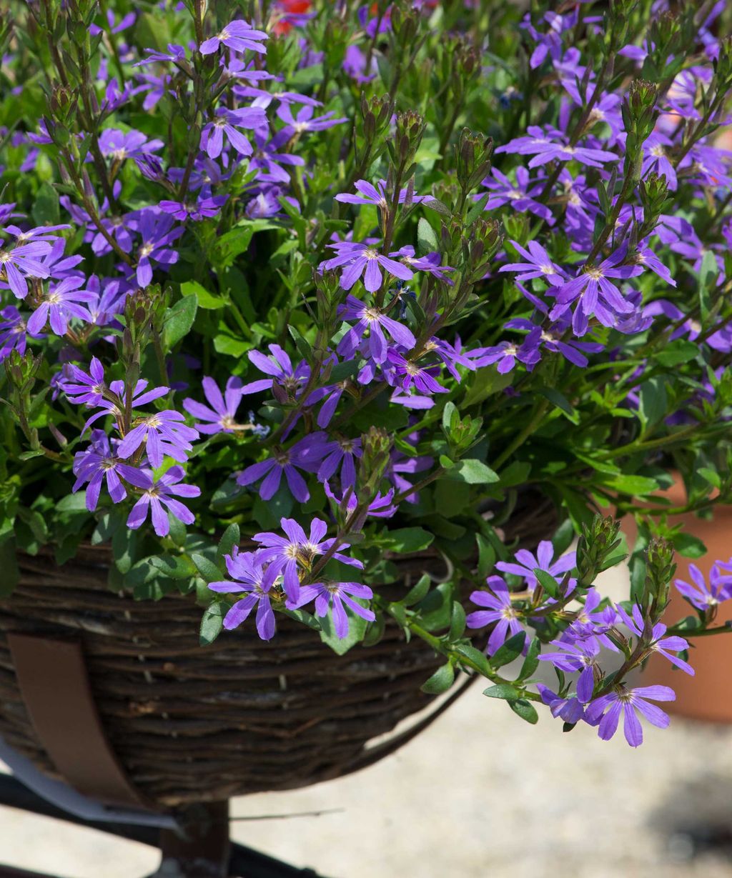 Best container plants: 14 top picks for summertime pots | Gardeningetc