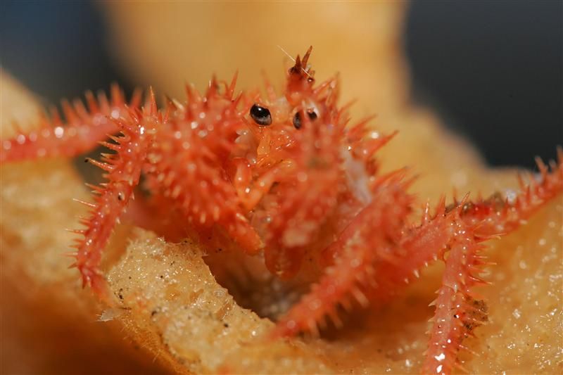 Images: Amazing Arctic - Creatures of the Bering Sea | Live Science