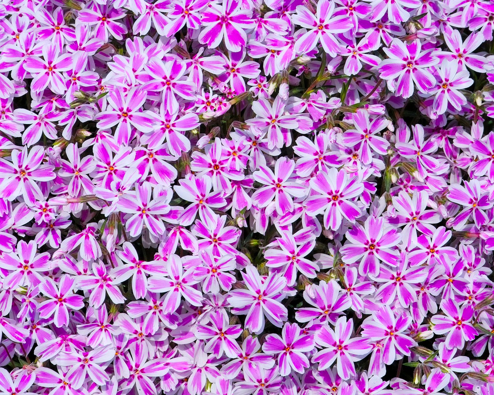 How To Care For Creeping Phlox For Cheery Blooms Each Spring ...