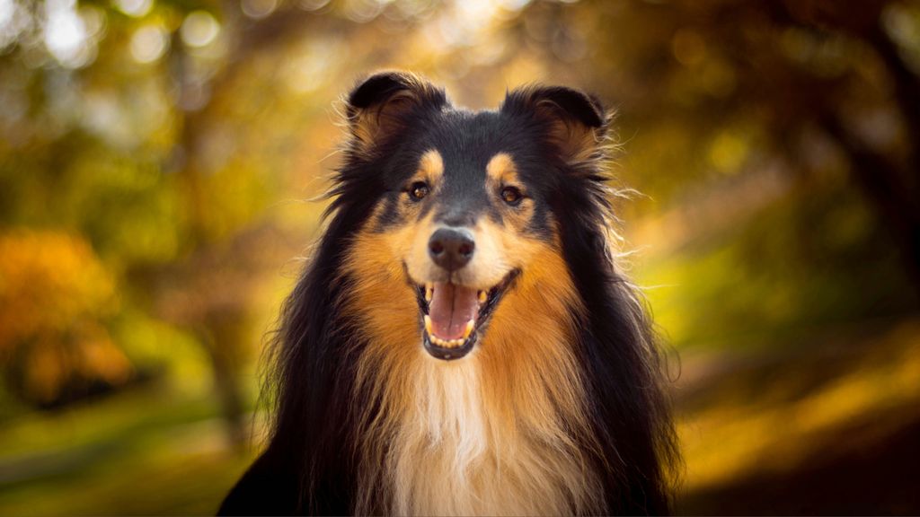 32 things to love about the Shetland Sheepdog | PetsRadar