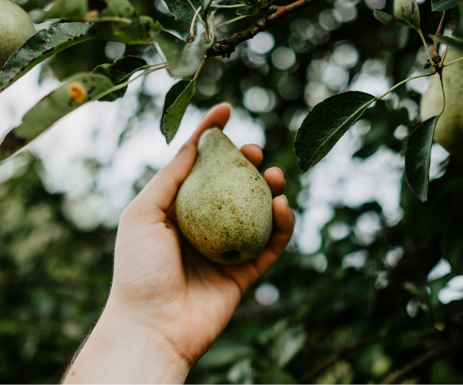 How to grow a pear tree from seed in 7 simple steps | Homes and Gardens