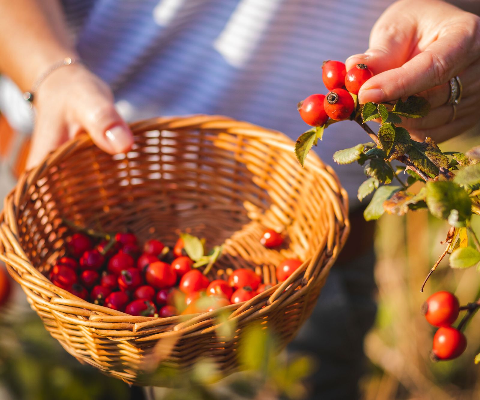 Why You Should Grow Roses From Rose Hips – And How To Do It | Gardening ...