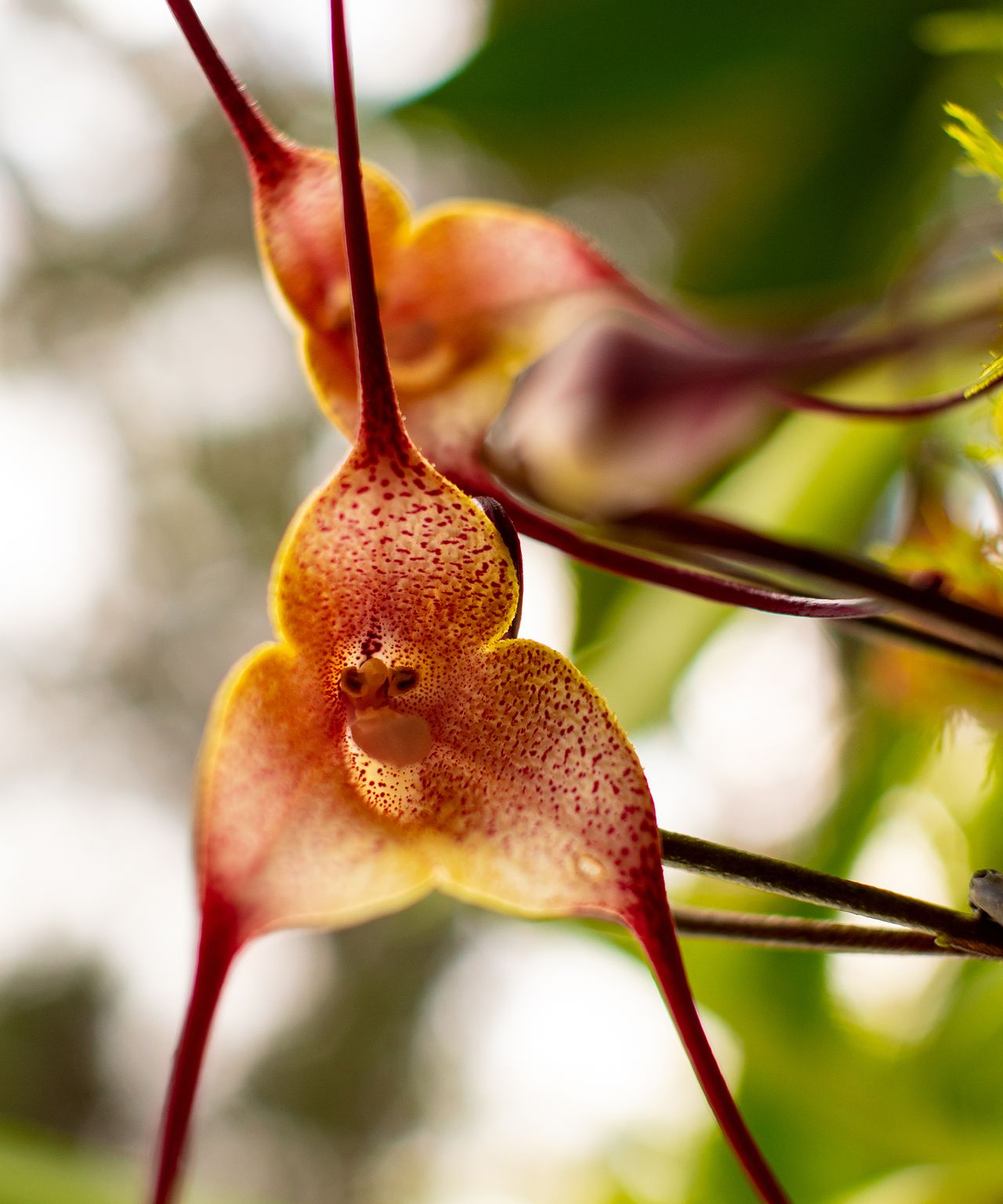 8 Rare Orchids That Make The Most Stunning Houseplants | Gardening Know How