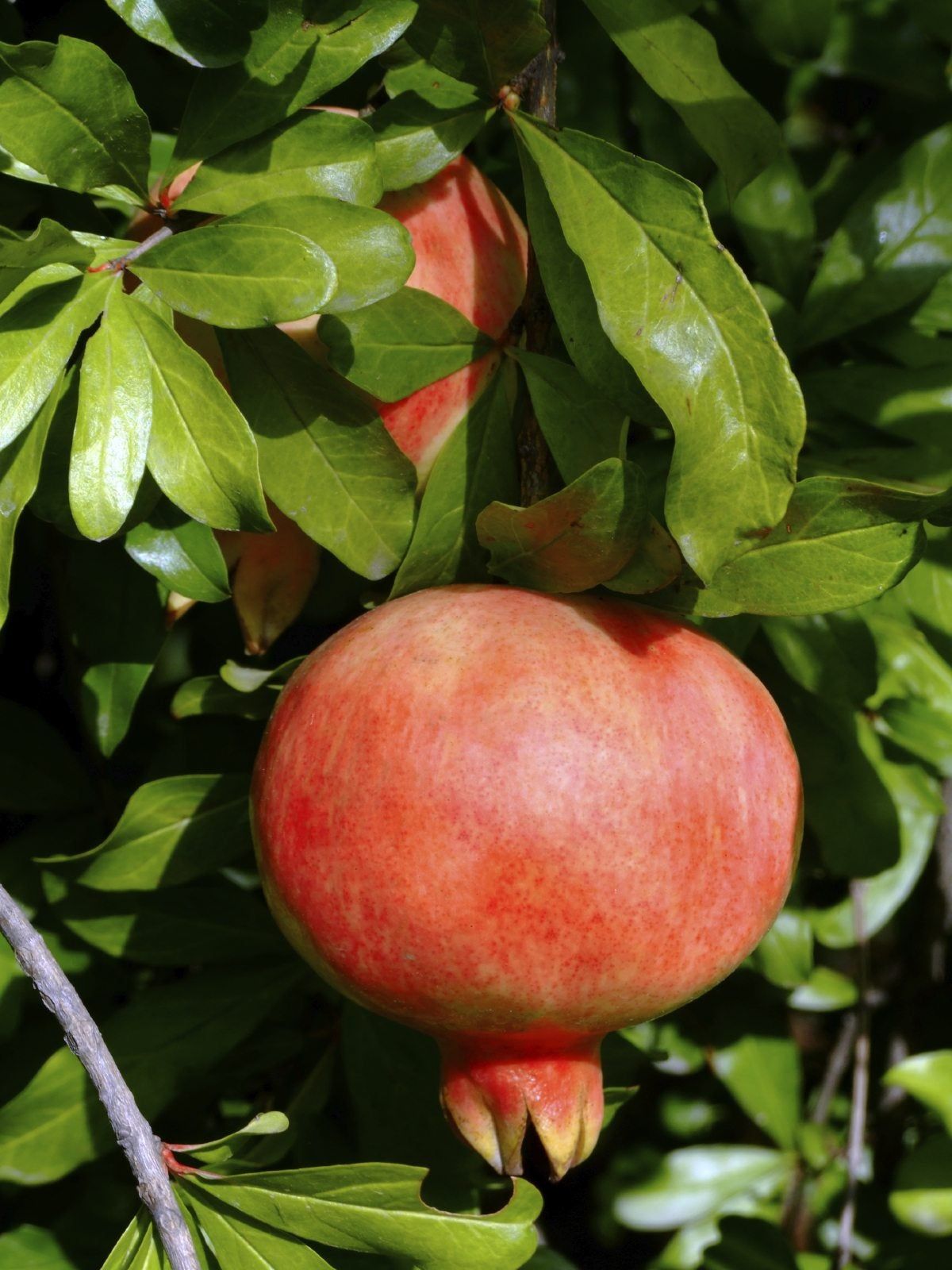 Pomegranate Tree Varieties: Common Types Of Pomegranate Fruit Trees ...