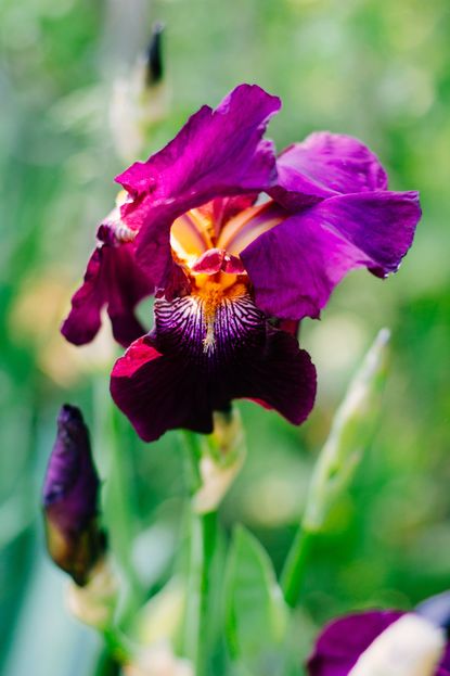 How to grow irises | Homes and Gardens