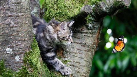 Why do cats play with their prey? Cat hunting behavior explained ...