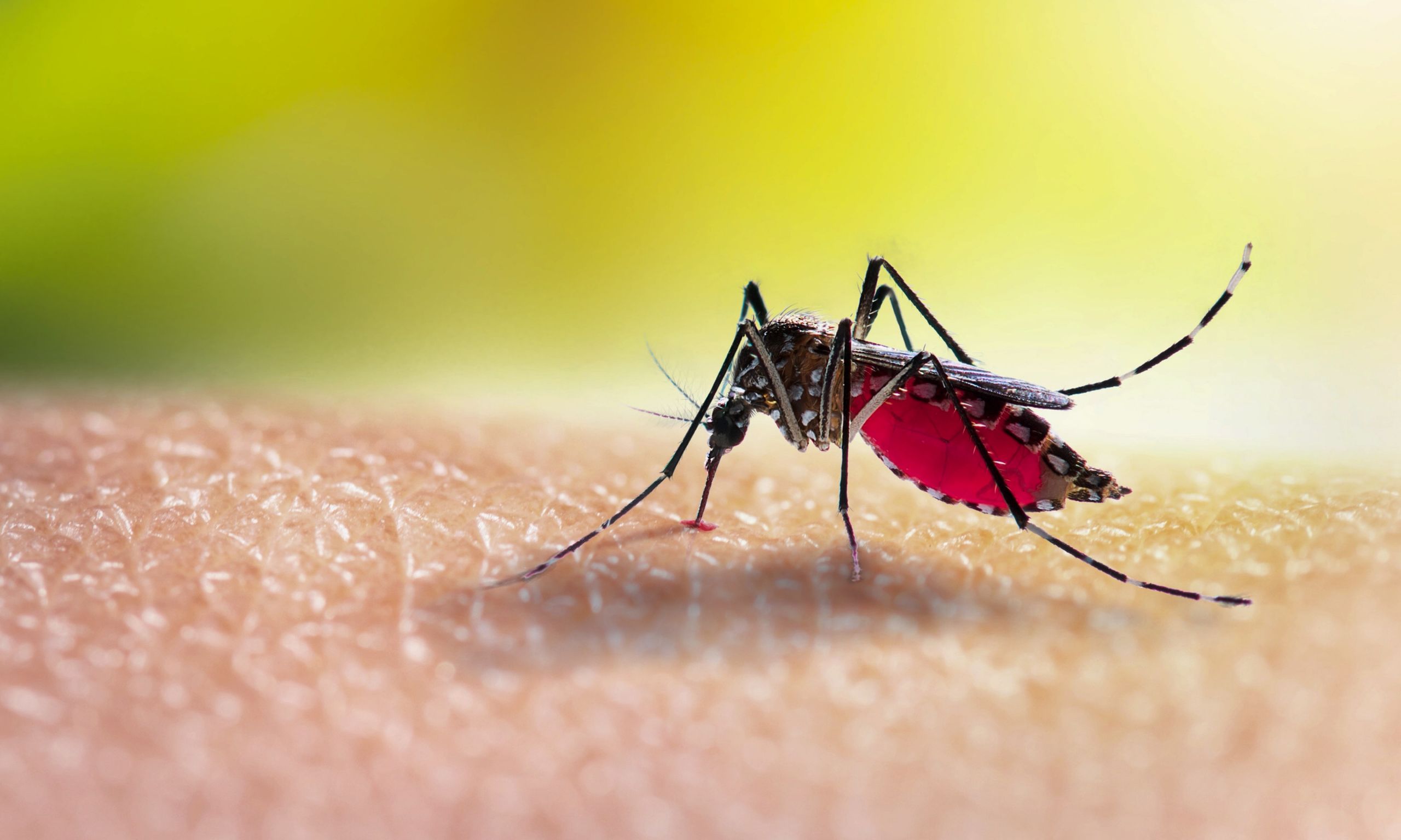 Stop mosquitoes from breeding with this simple DIY spray | Tom's Guide