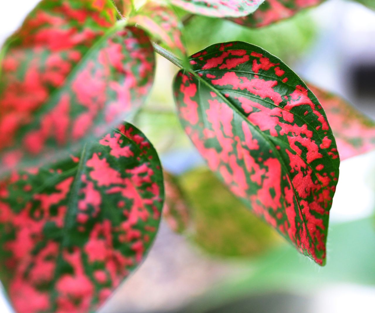 Polka dot plant care guide: 5 expert tips on this houseplant | Homes ...