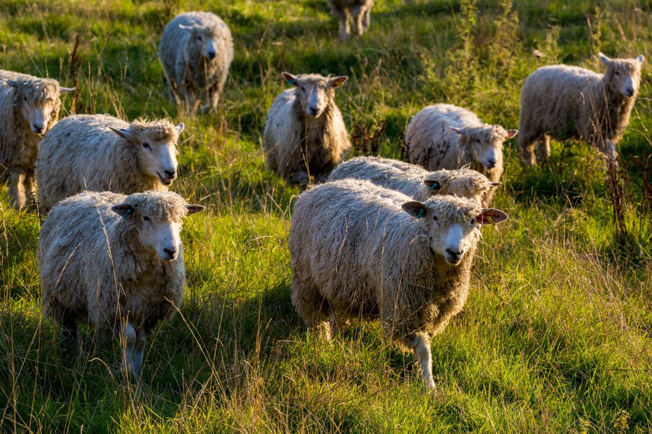 ‘People would rather buy 20 synthetic jumpers than a woollen one that ...