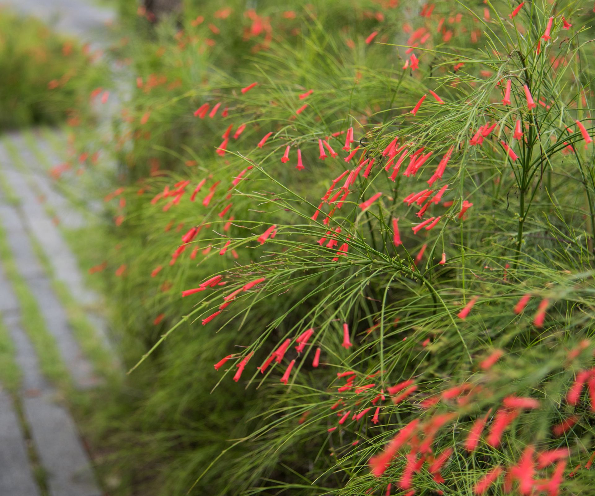How to prune a firecracker plant - expert trimming tips | Homes and Gardens