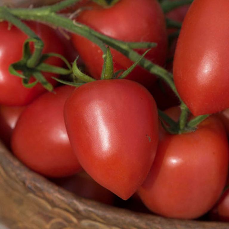 5 of the tastiest tomato varieties you can grow at home | Ideal Home