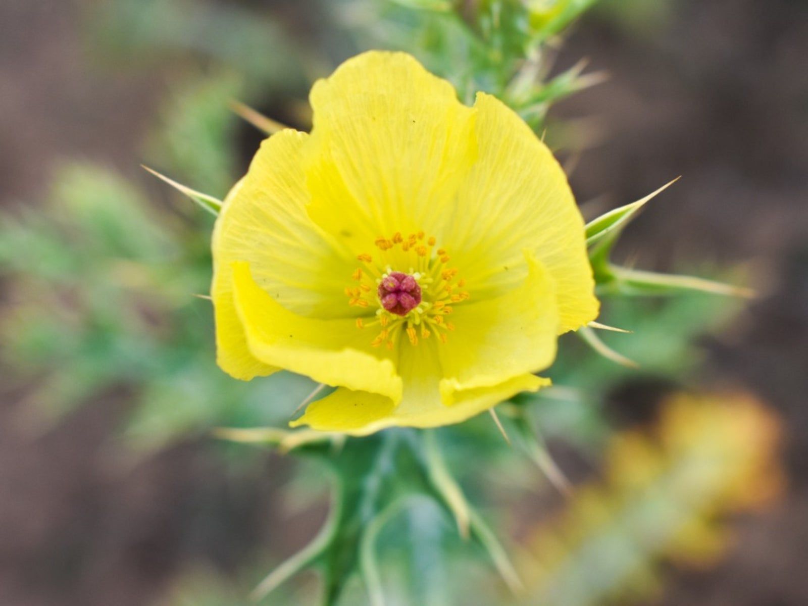 Prickly Poppy Flowers: Learn About Growing Mexican Prickly Poppies ...